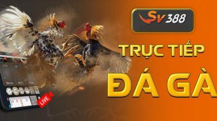 SV388 – Link Chơi Đá Gà Trực Tuyến, Mới Nhất Năm 2024